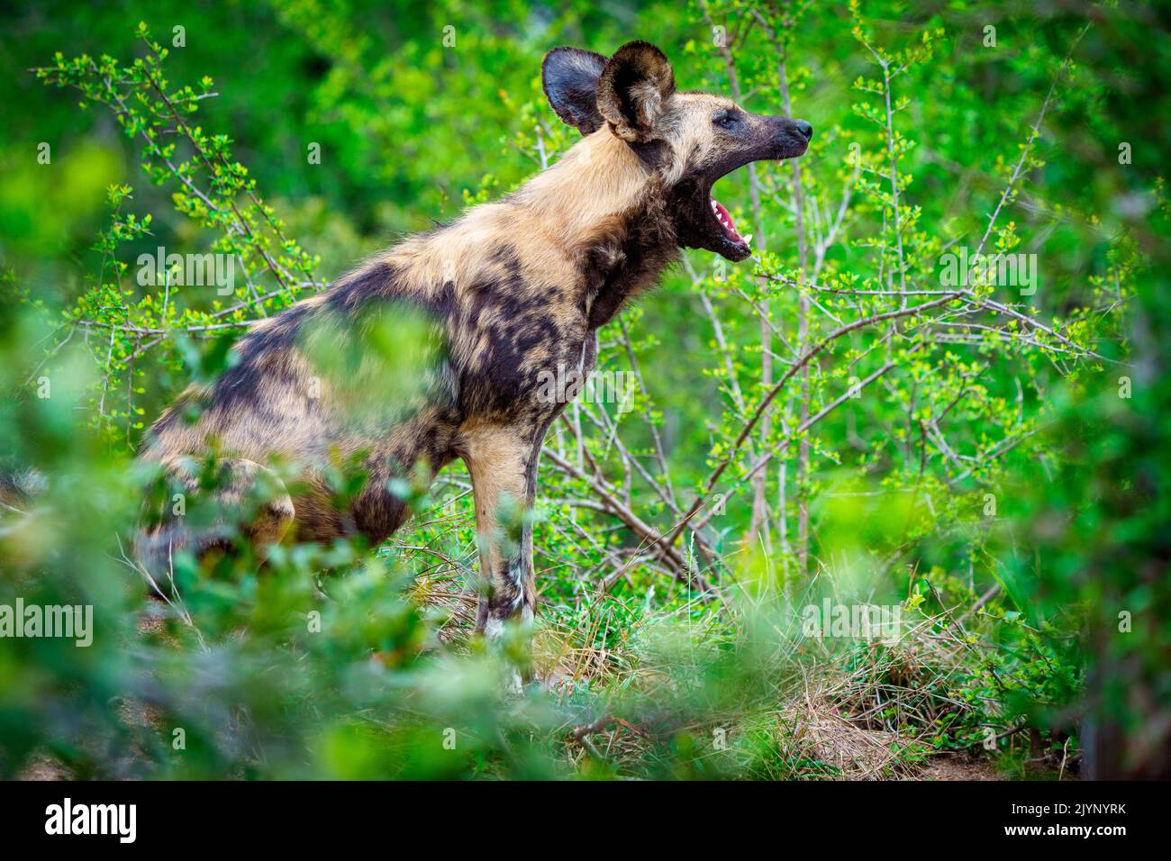 African wild dog, African painted dog, painted wolf or African hunting ...