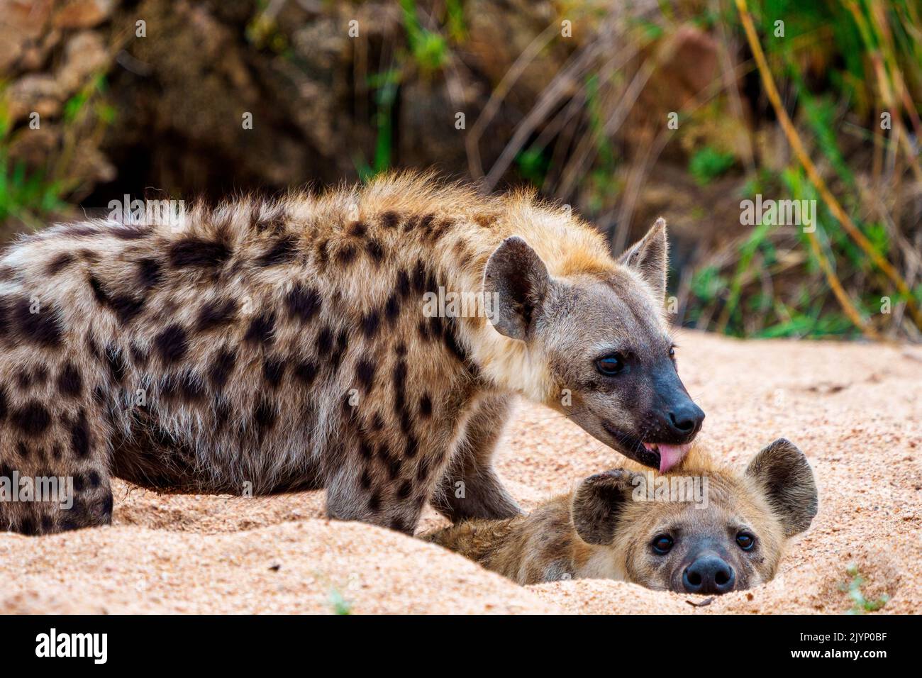 Spotted hyena or laughing hyena (Crocuta crocuta). Kruger National Park. Mpumalanga. South ...
