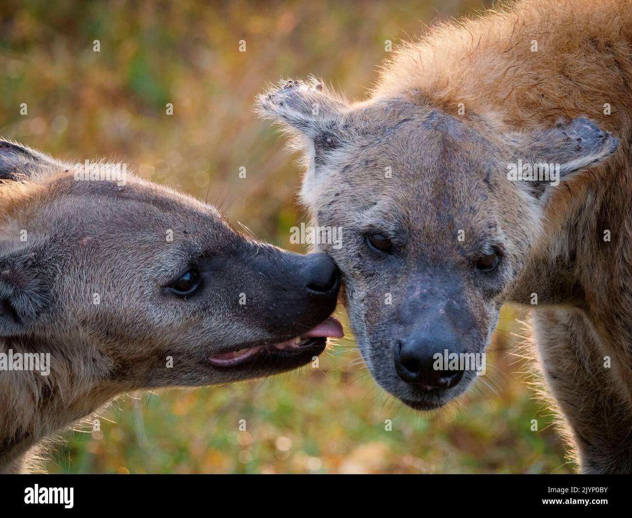 Spotted hyena or laughing hyena (Crocuta crocuta) showing submissive ...