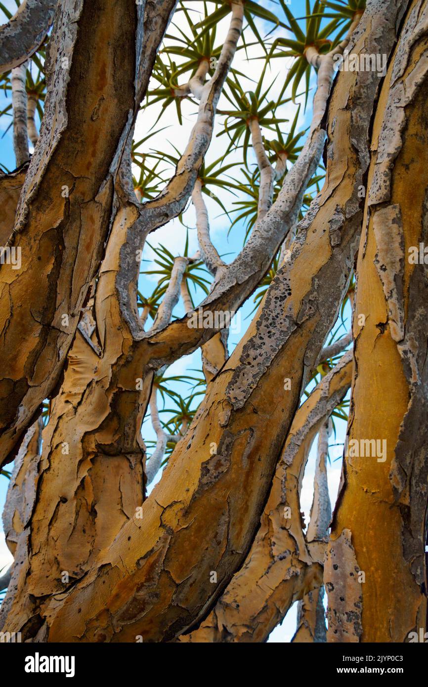 Quiver tree or kokerboom (Aloidendron dichotomum formerly Aloe ...