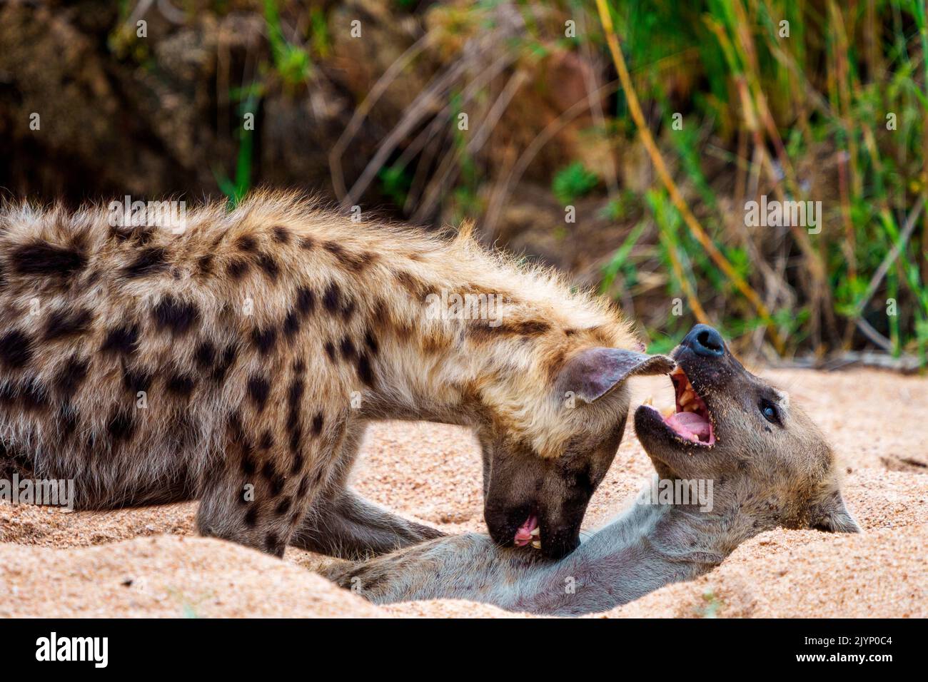 Spotted hyena or laughing hyena (Crocuta crocuta). Kruger National Park ...