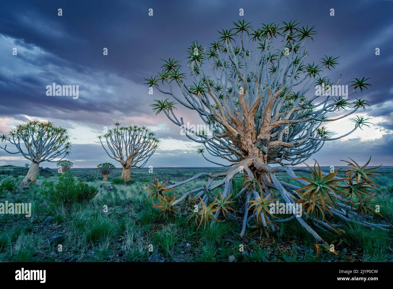 Quiver tree or kokerboom (Aloidendron dichotomum formerly Aloe ...