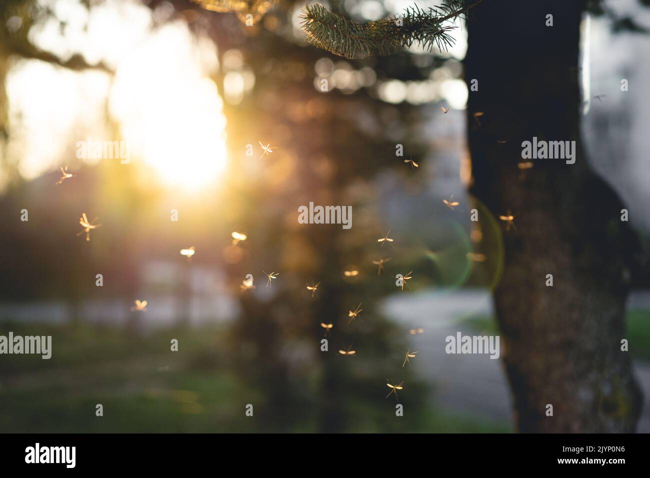 Insects flying sunlight sunset hi-res stock photography and images - Alamy