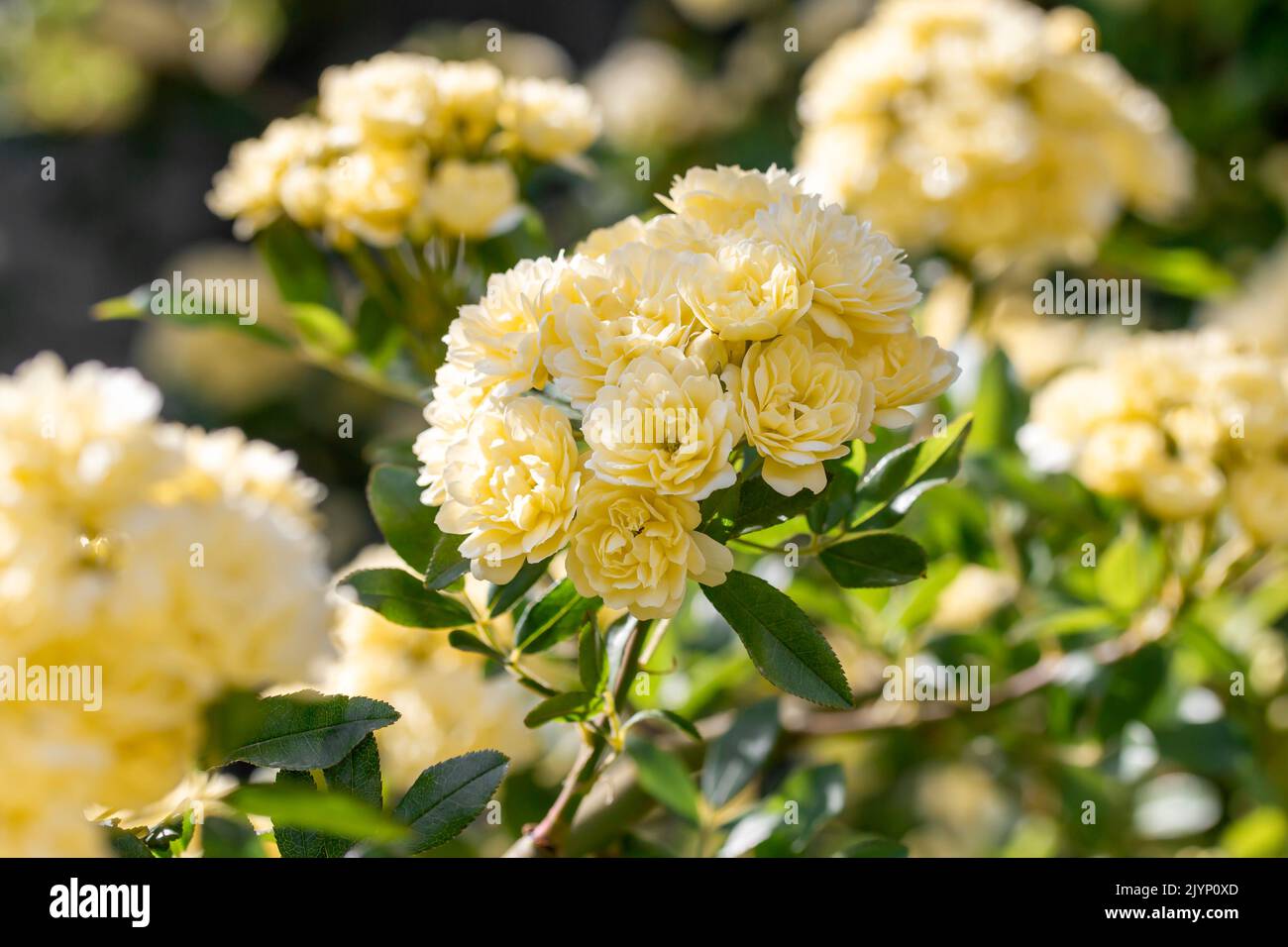 Banks' rose (Rosa banksiae) 'Lutea' Stock Photo - Alamy
