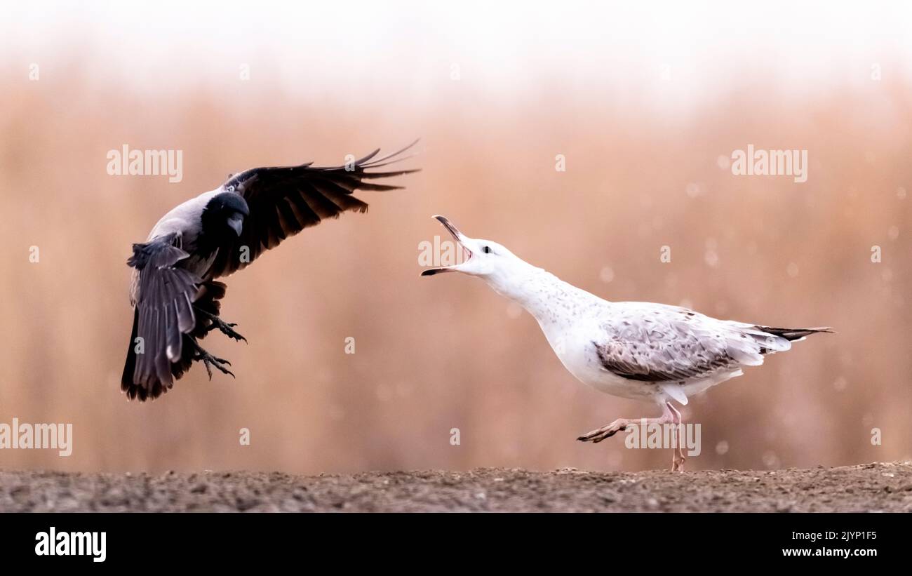Fight. Seagull (Larus sp) facing Hooded Crow (Corvus cornix). Slovakia ...