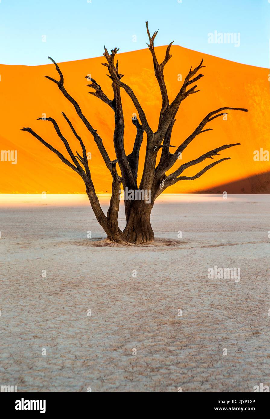 Dry beautiful trees on the background of the dunes with a beautiful ...