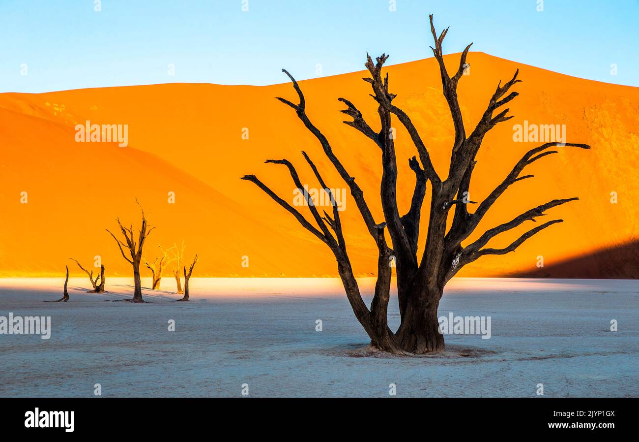 Dry beautiful trees on the background of the dunes with a beautiful ...