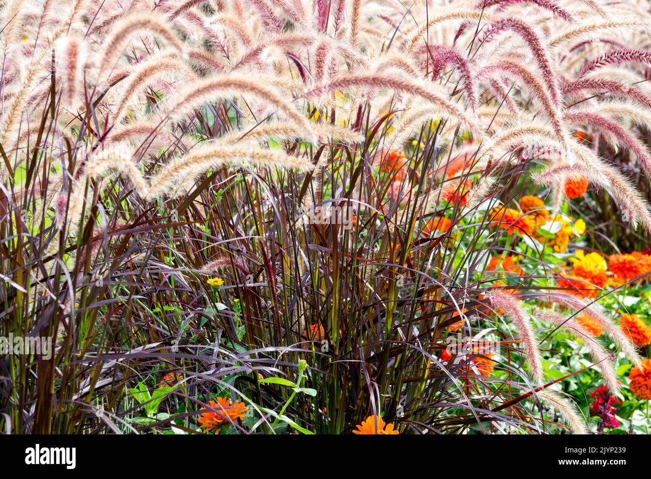 Purple Fountain Grass, Cenchrus setaceus, Pennisetum setaceum Rubrum ...