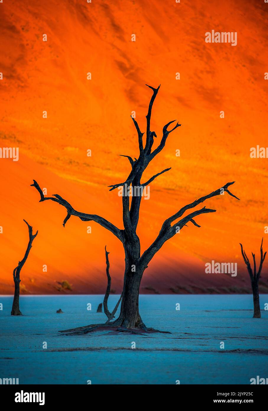 Single tree on the background of a beautiful dune. Stunning ligh and ...