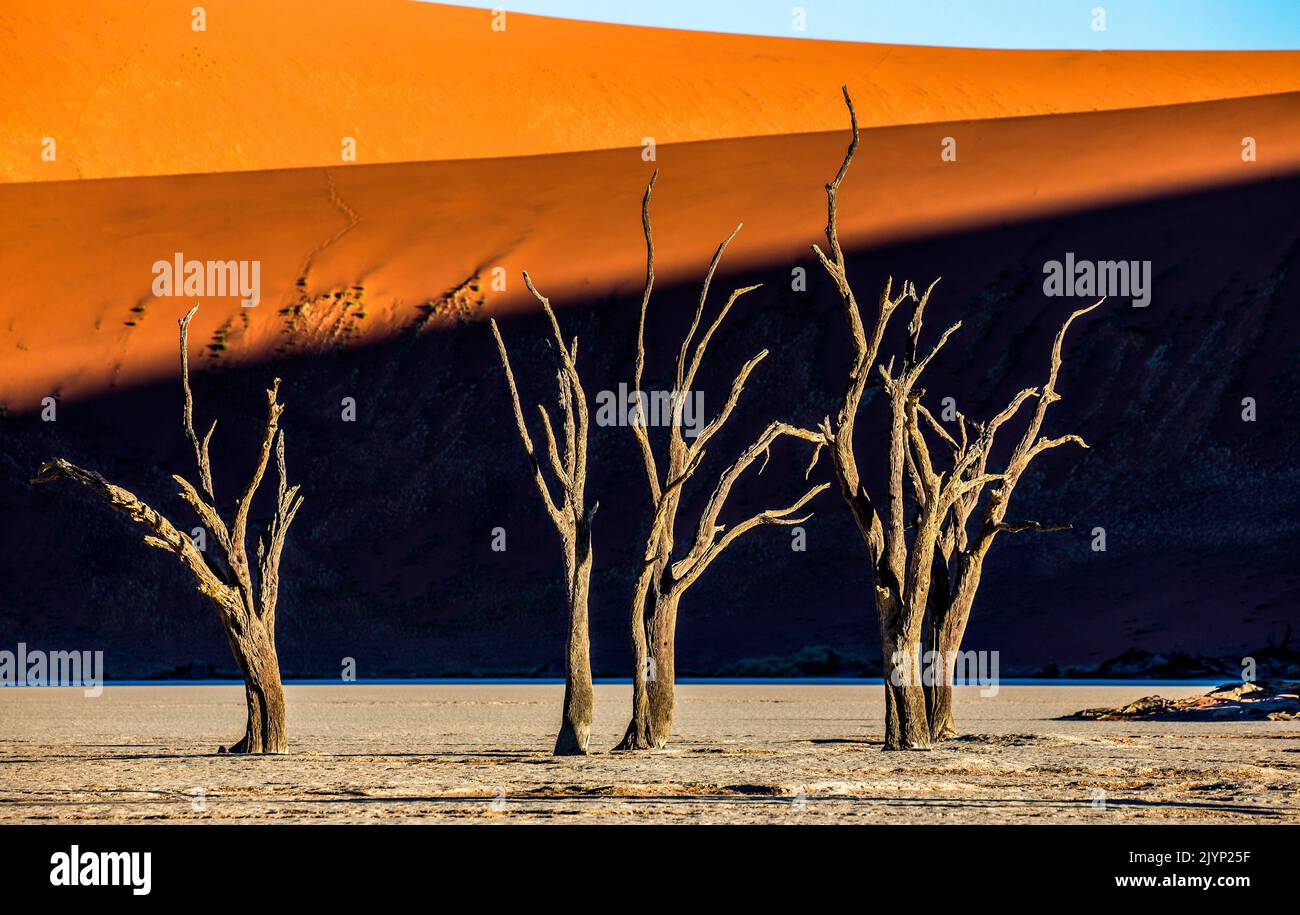 Dry beautiful trees on the background of a beautiful dune and blue sky ...