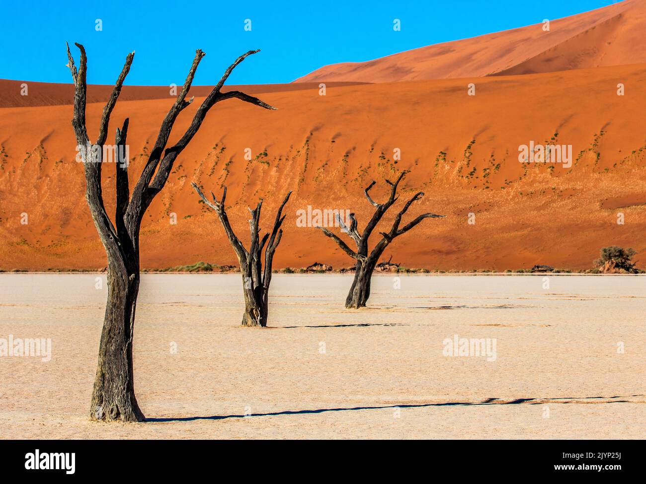 Dry beautiful trees on the background of a beautiful dune and blue sky ...