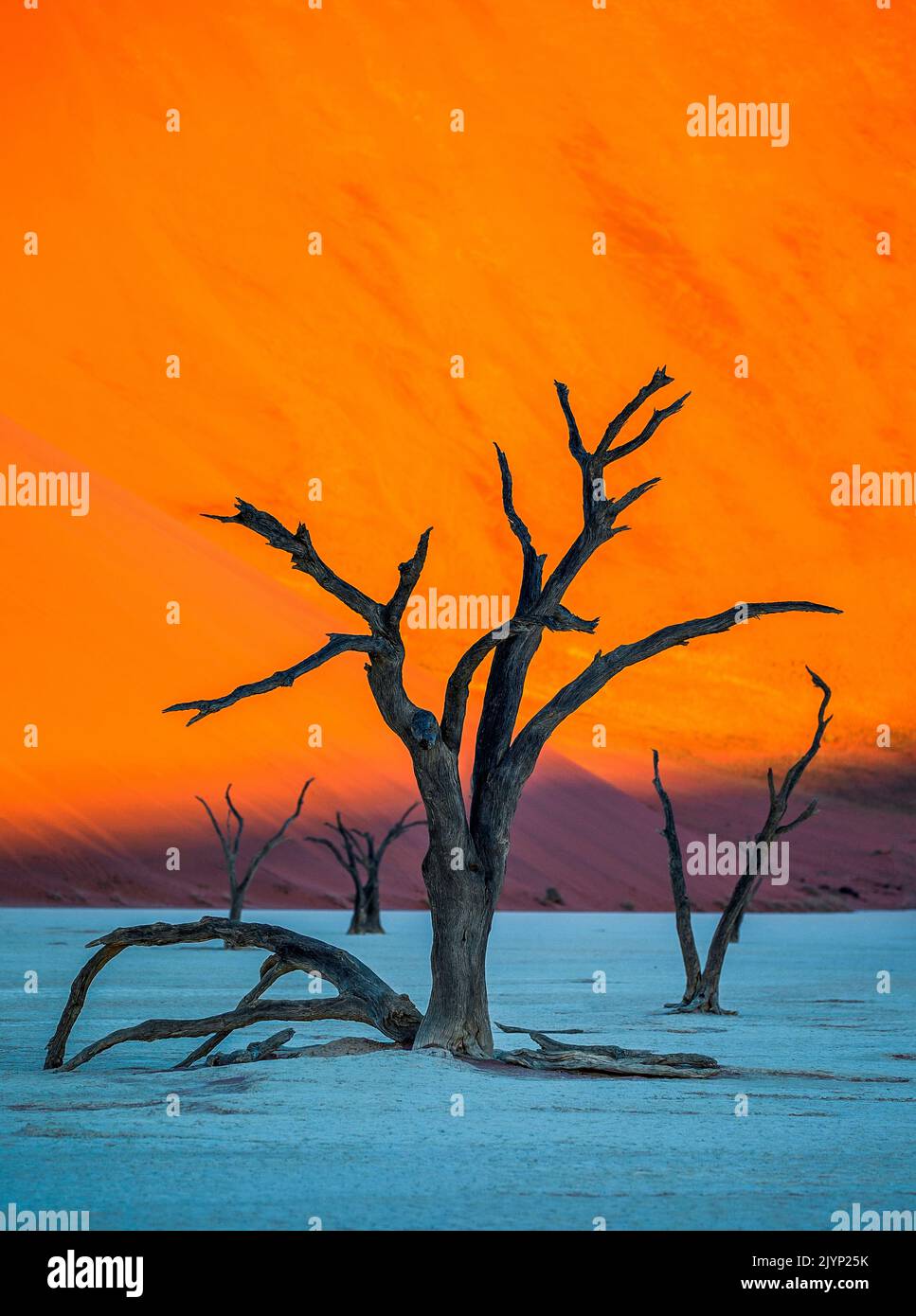 Single tree on the background of a beautiful dune. Stunning ligh and ...