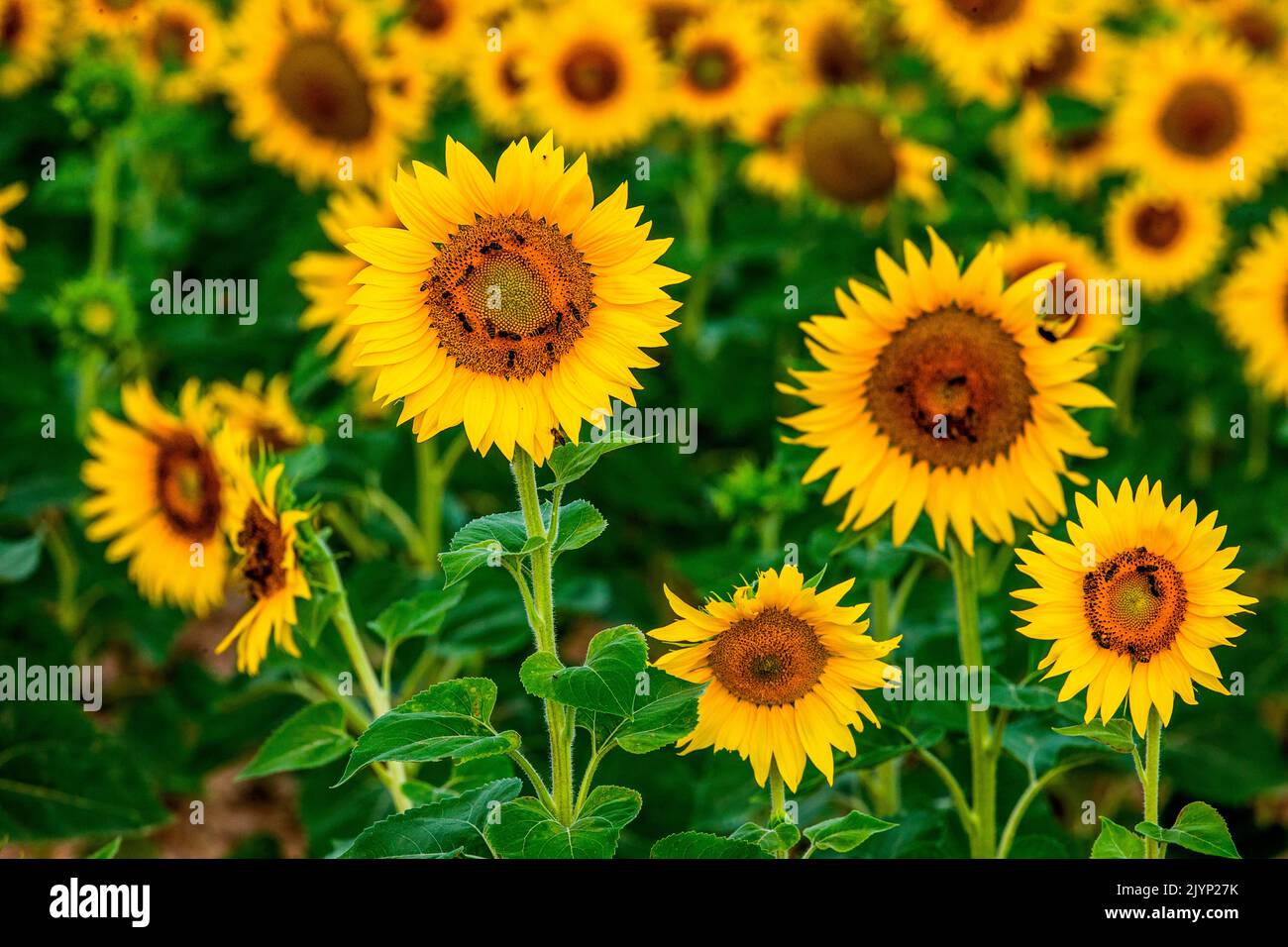 Beautiful field with sunflowers (Helianthus annuus), Valensole ...