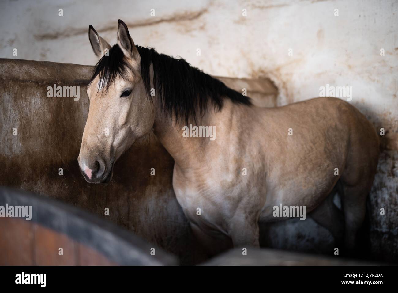 a beautiful horse in the stable Stock Photo - Alamy