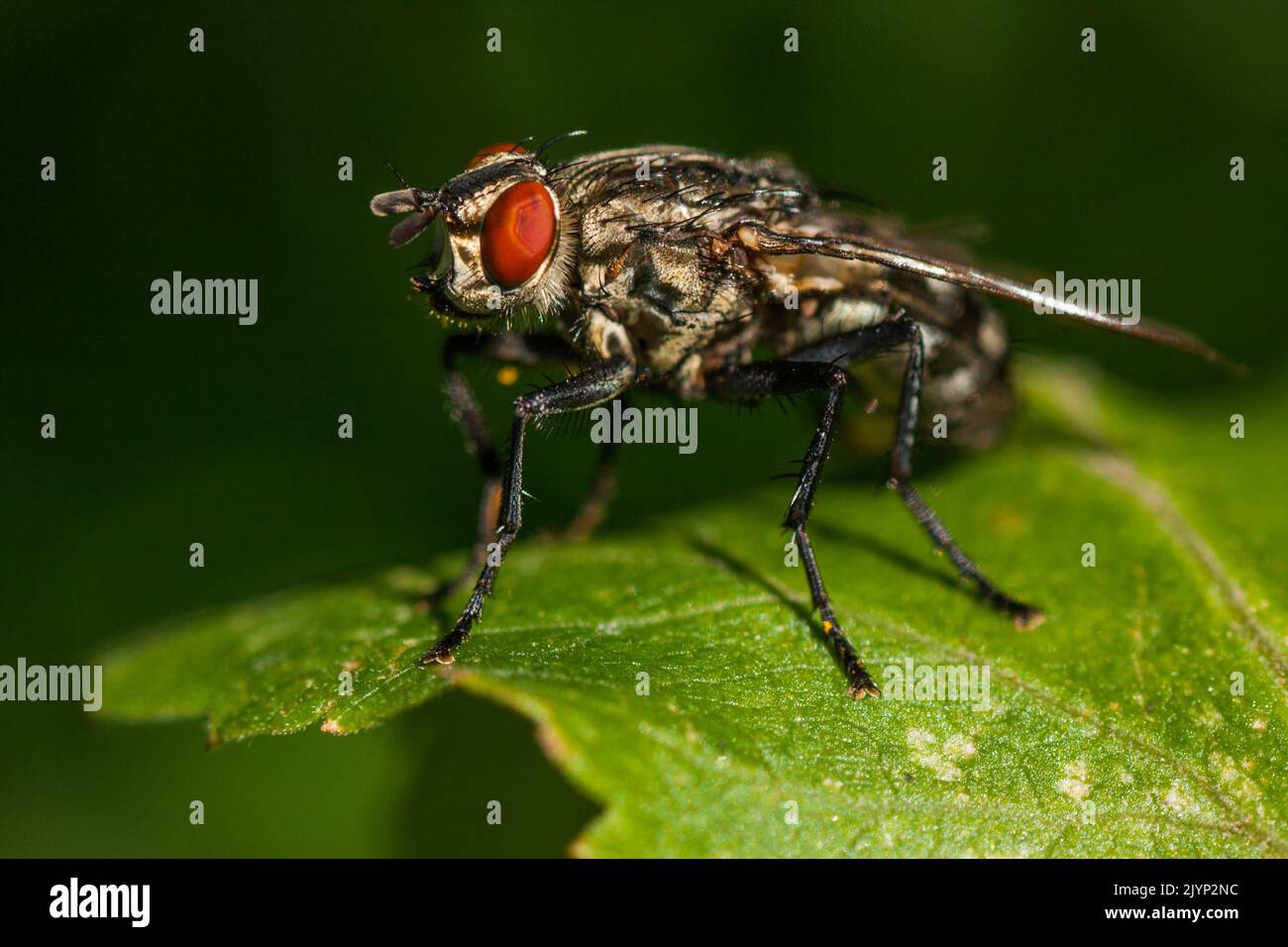 macro photography fly close up Stock Photo - Alamy