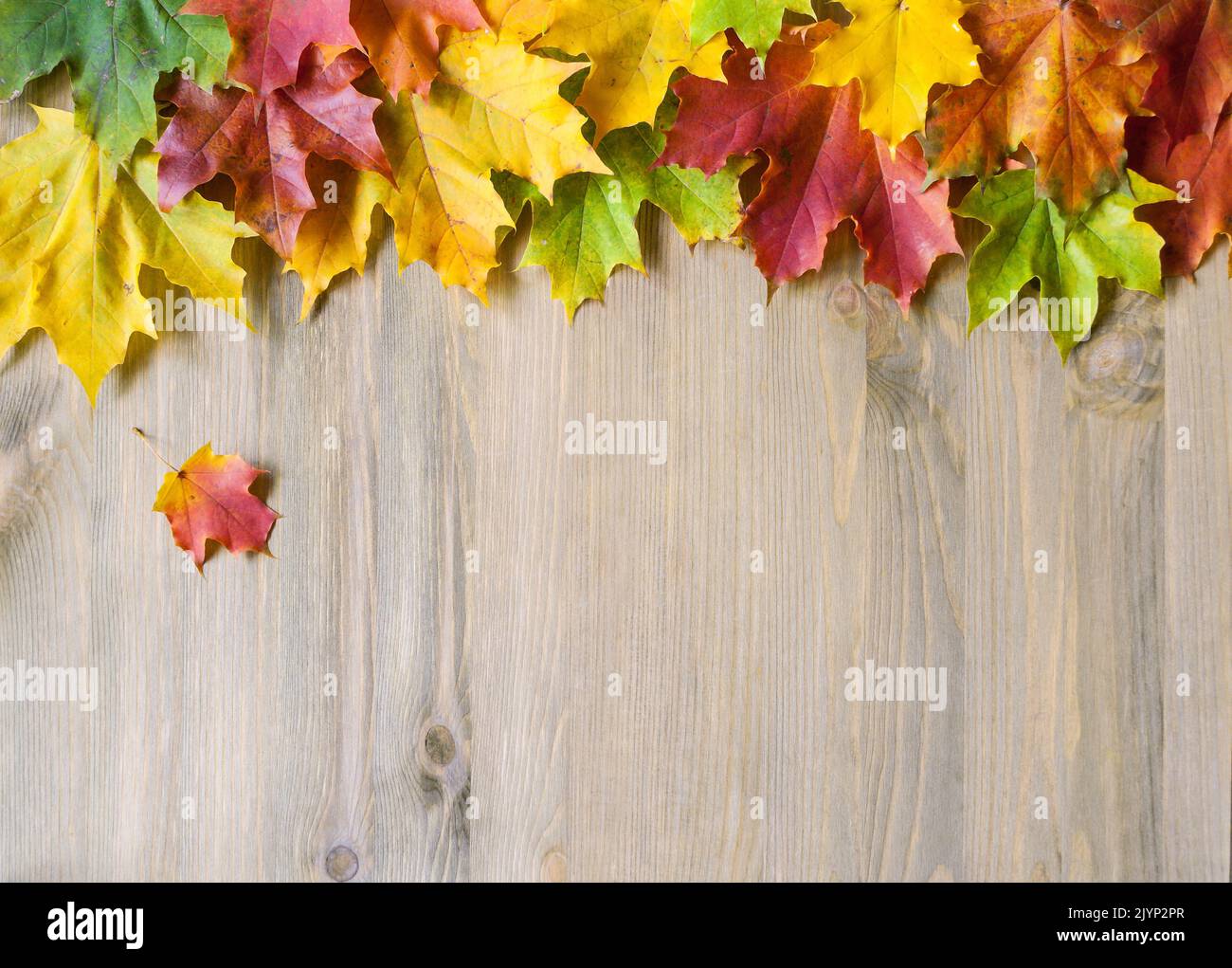 Autumn background. Maple autumn leaves of various colors on the wooden ...