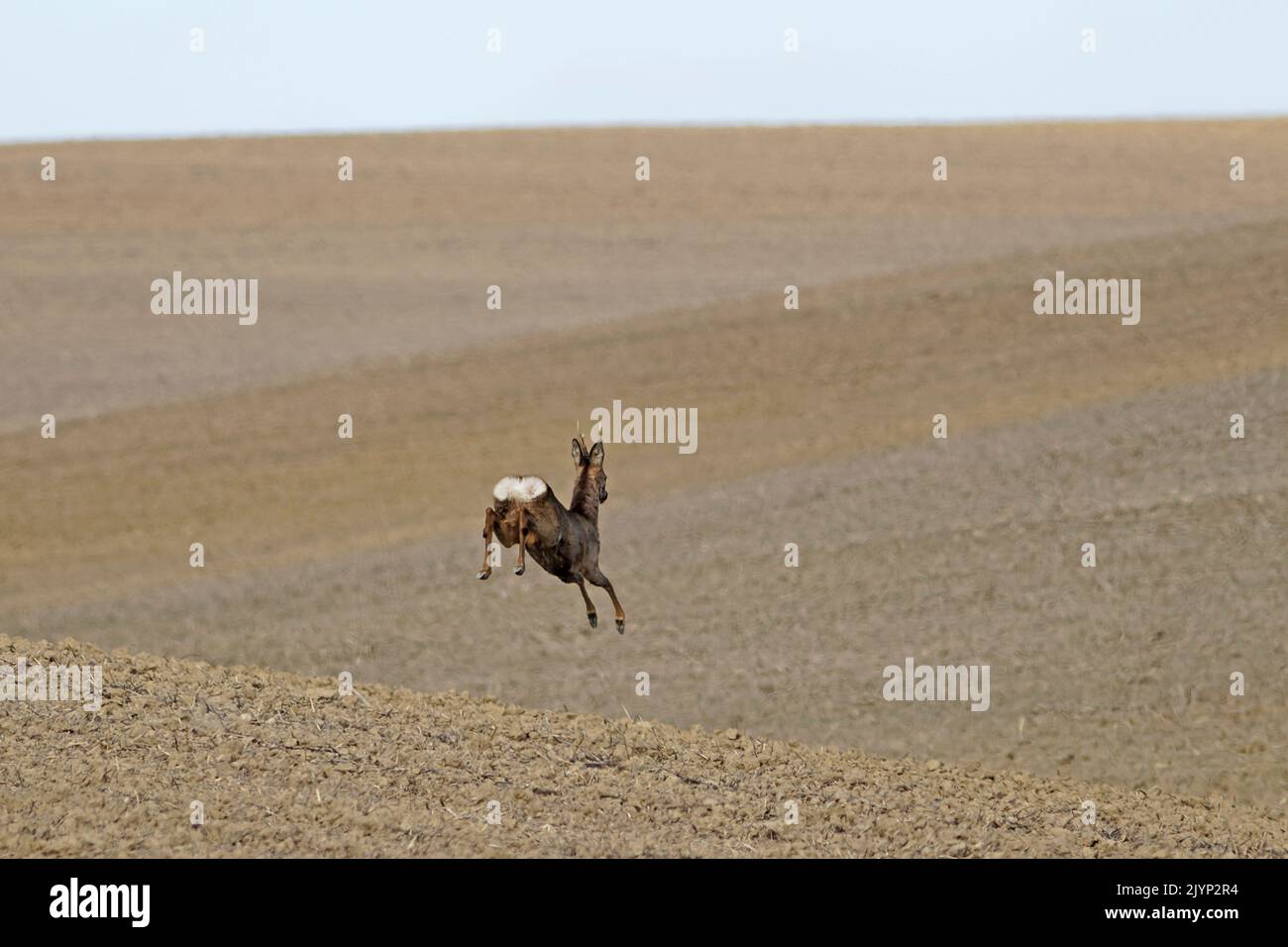 Roe Deer (Capreolus capreolus), buck jumping in a ploughed field, Gers ...