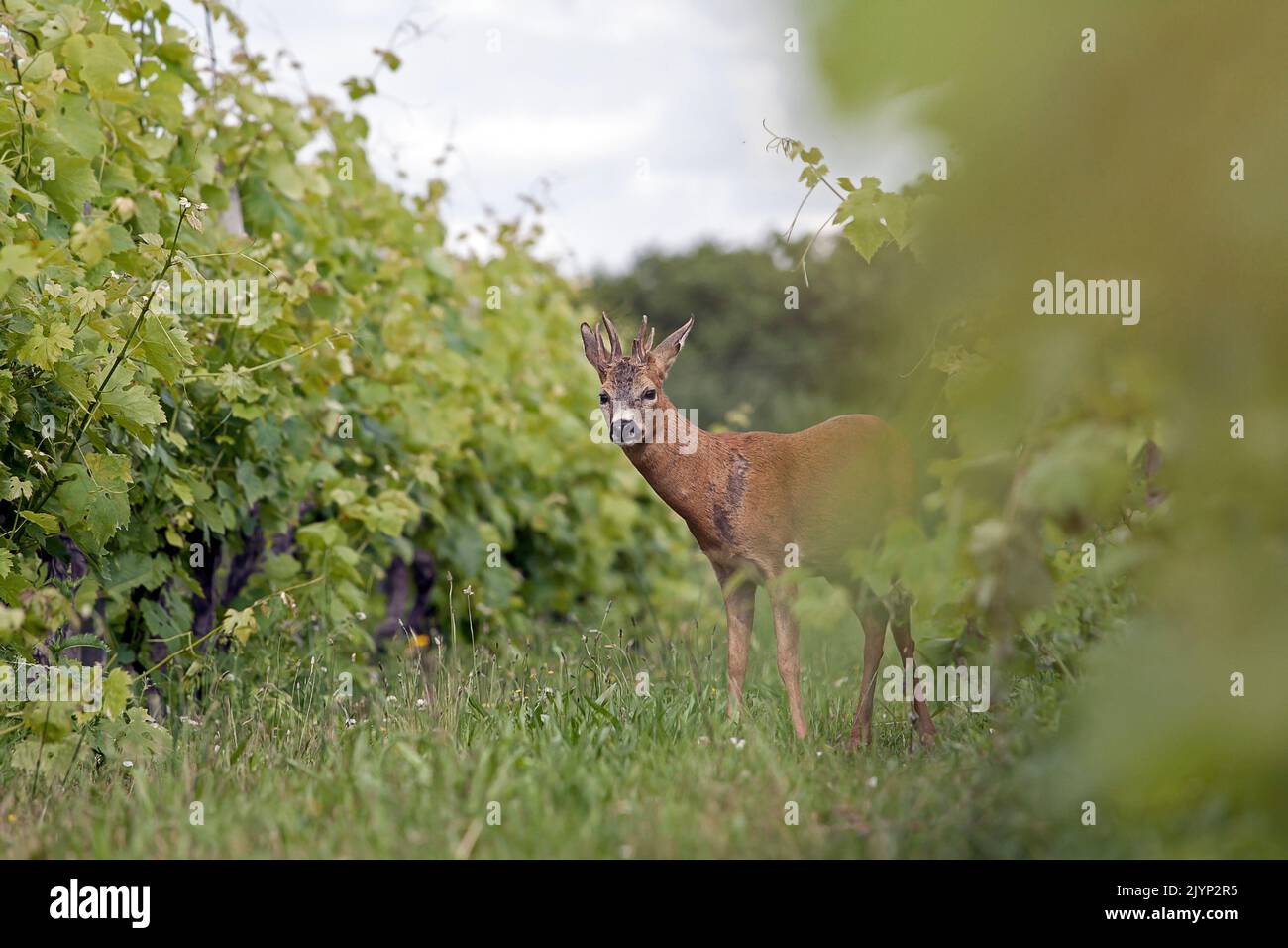 Weird headed Roe deer (Capreolus capreolus) in a vineyard, Gers, France ...