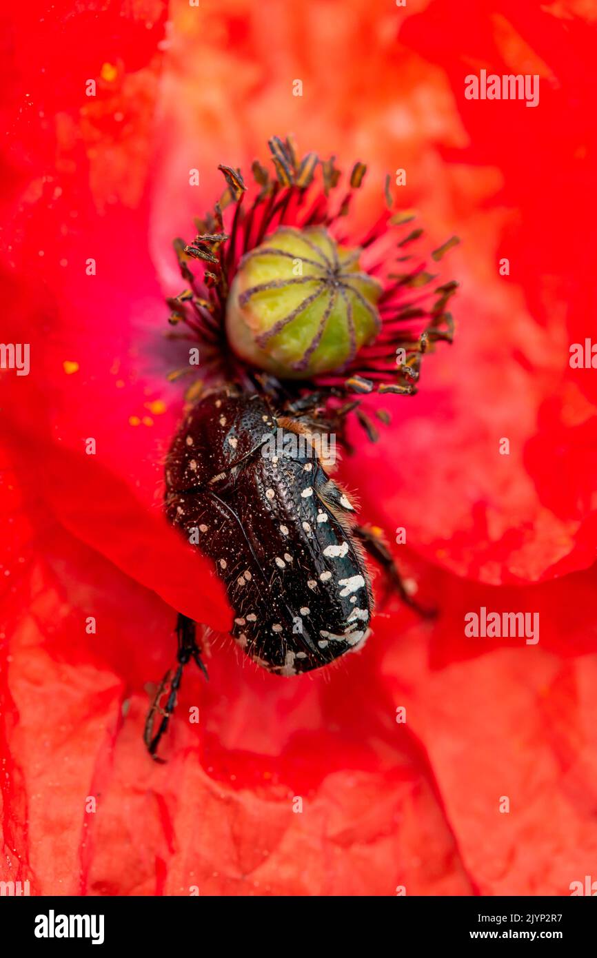 White spotted rose beetle (Oxythyrea funesta) feeding on the stamens of ...