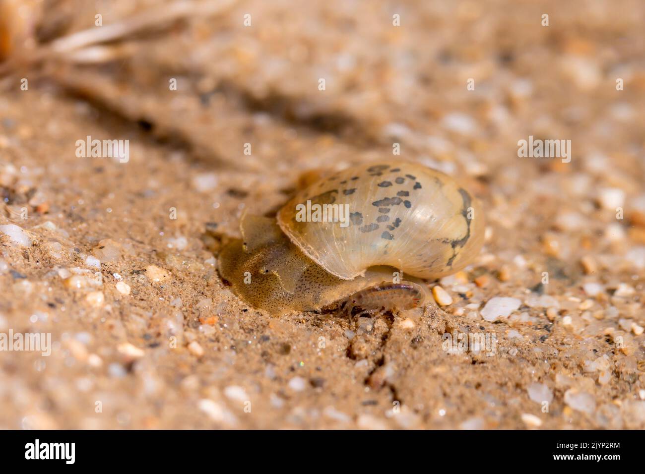 Freshwater snail (Radix sp.) and Gammarid, Gorges du Gardon Natural ...