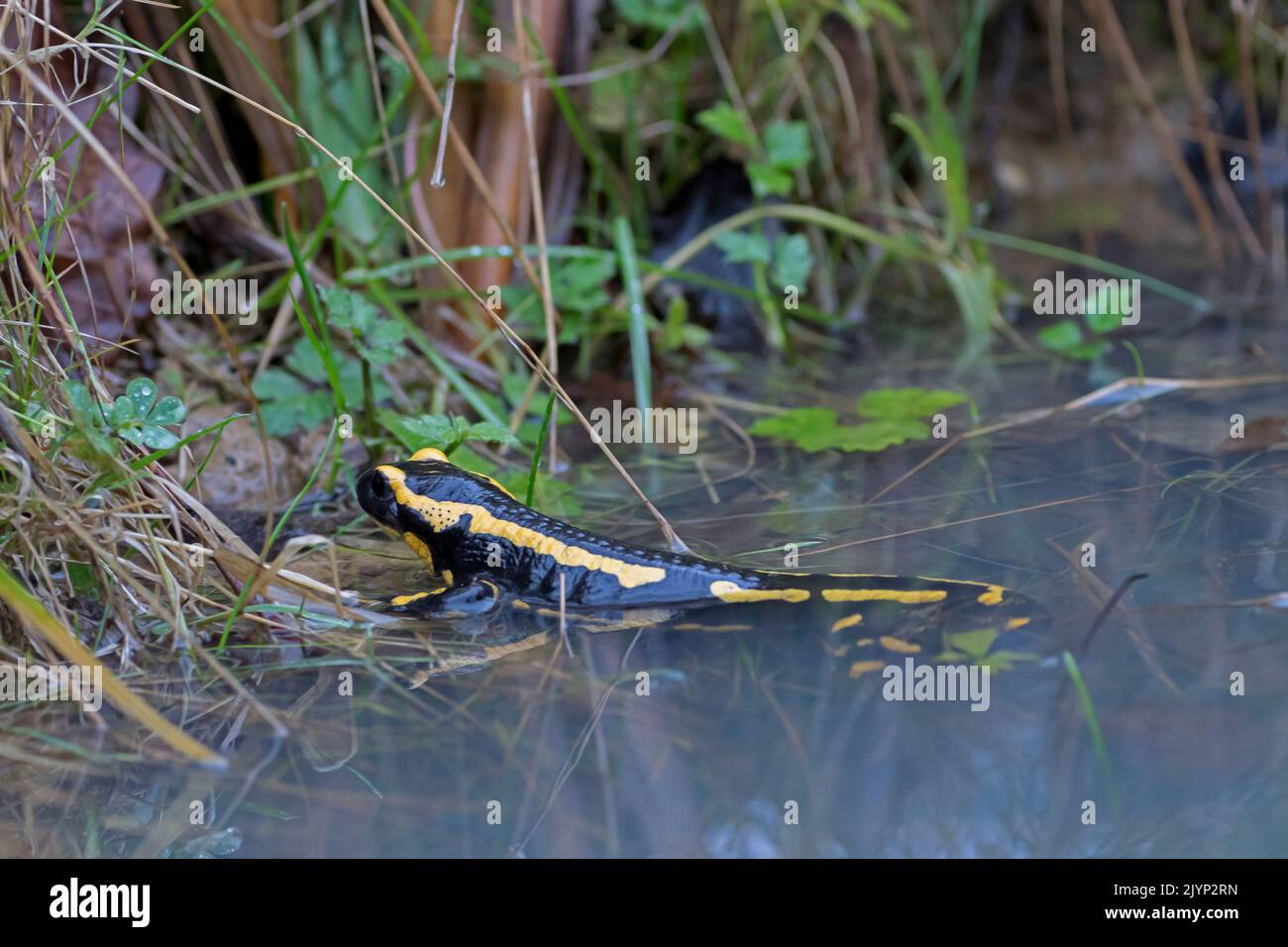 Speckled Salamander (Salamandra salamandra) emerging from a pond ...