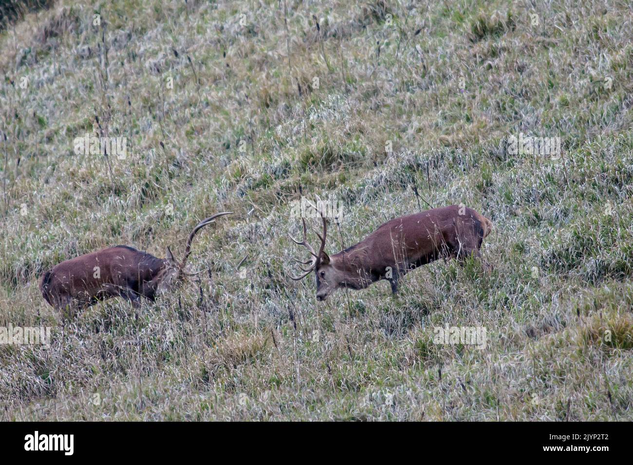 Cervus elaphus fighting france hi-res stock photography and images - Alamy