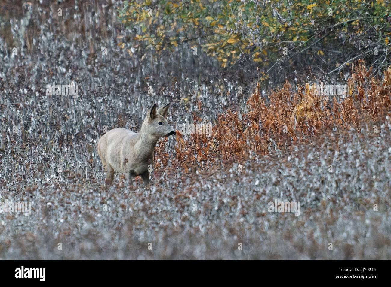 Roe Deer (Capreolus capreolus), doe in a fallow land, Gers, France ...
