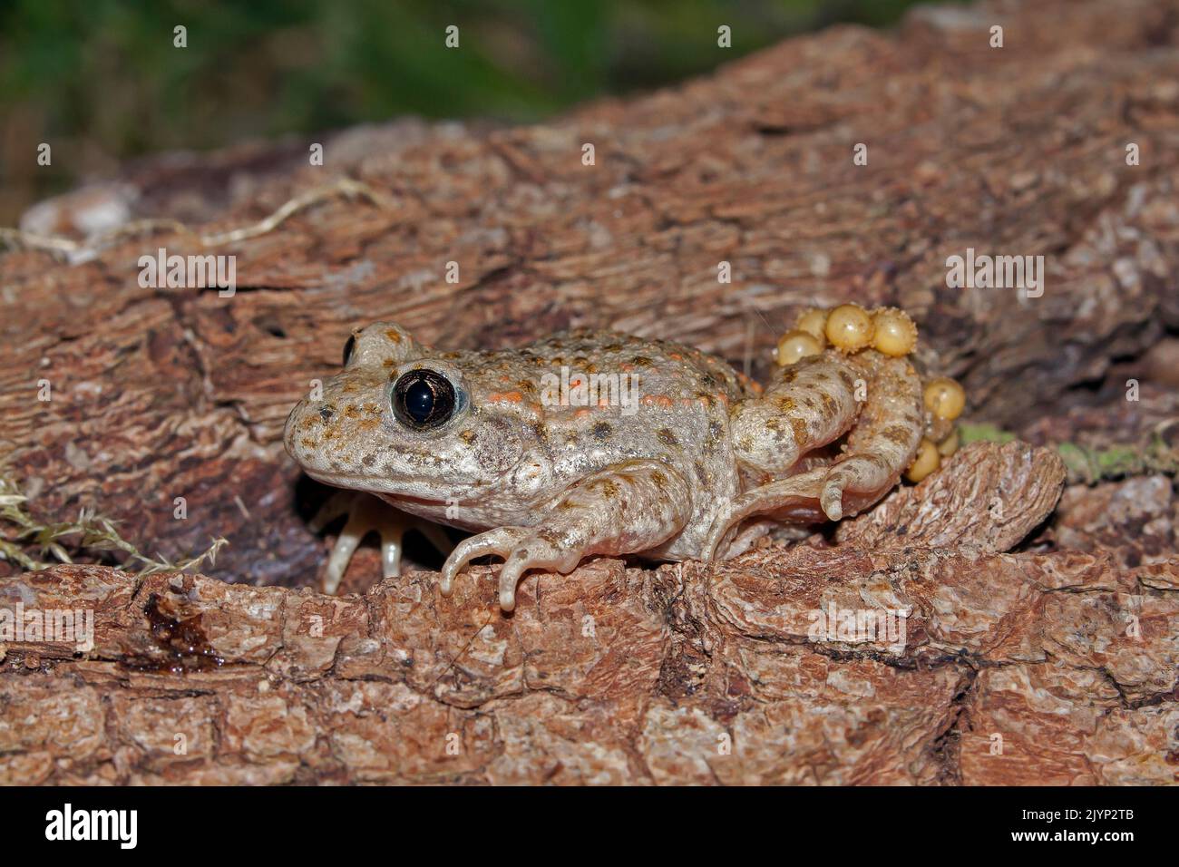 Natterjack Toad (Alytes obstetricans) male carrying eggs, Gers, France ...