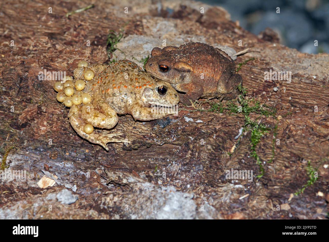Natterjack Toad (Alytes obstetricans) male carrying eggs and Common ...
