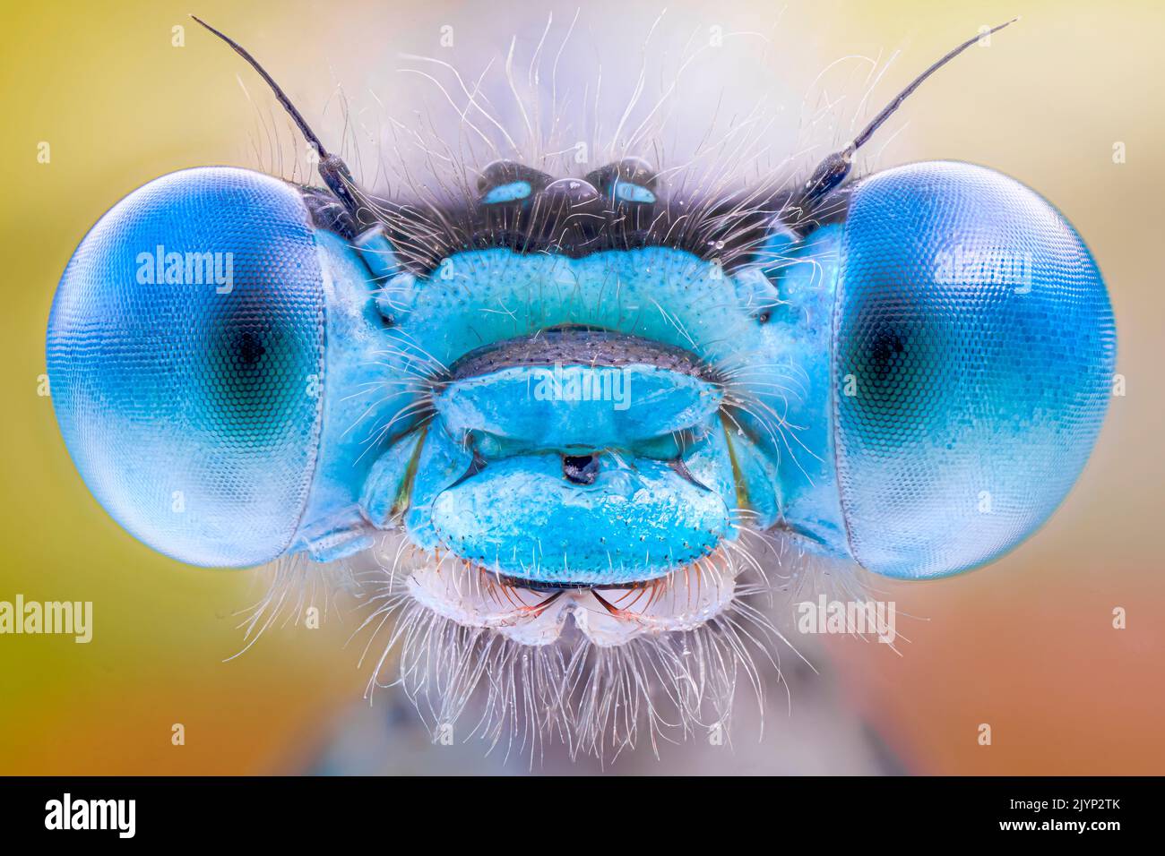 Eyes of a damselfly, Luzzara, Reggio Emilia, Italy Stock Photo - Alamy