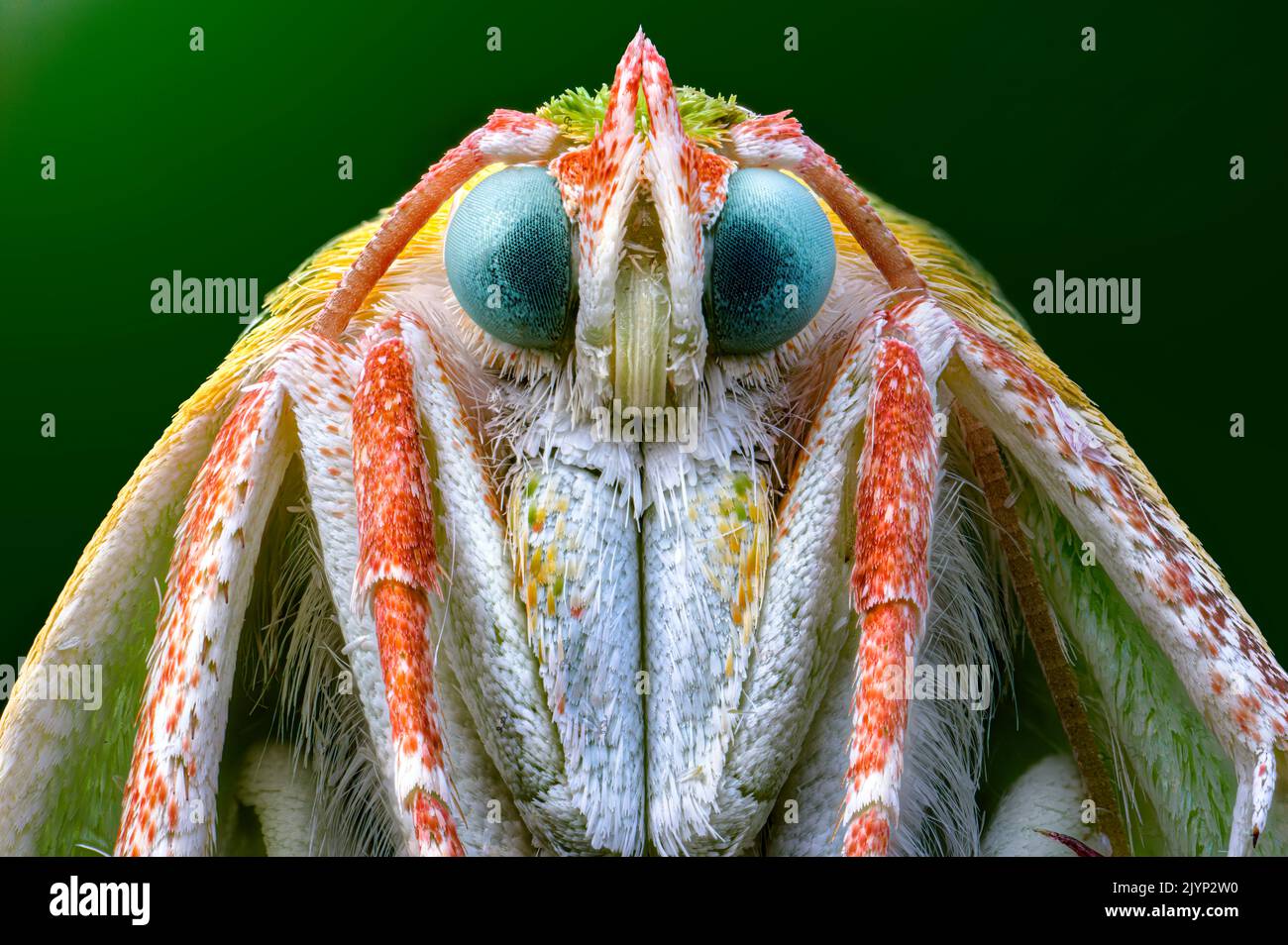 Portrait of moth, eyes of a small moth, Luzzara, Reggio Emilia, Italy ...