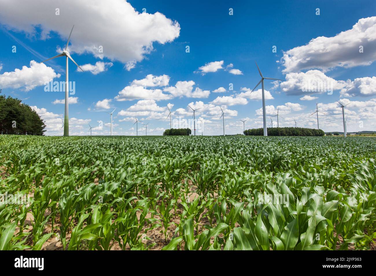 Windmills in a corn field. The beautiful landscape and blue sky Stock ...