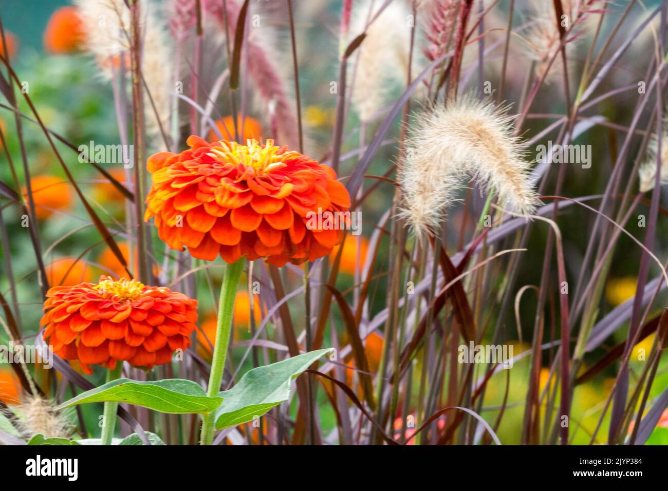 Red purple flower combination hi-res stock photography and images - Alamy