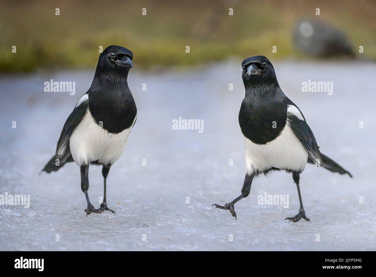 Two Black-billed Magpie (Pica pica) on ice, Ramiola, Parma, Italy Stock ...