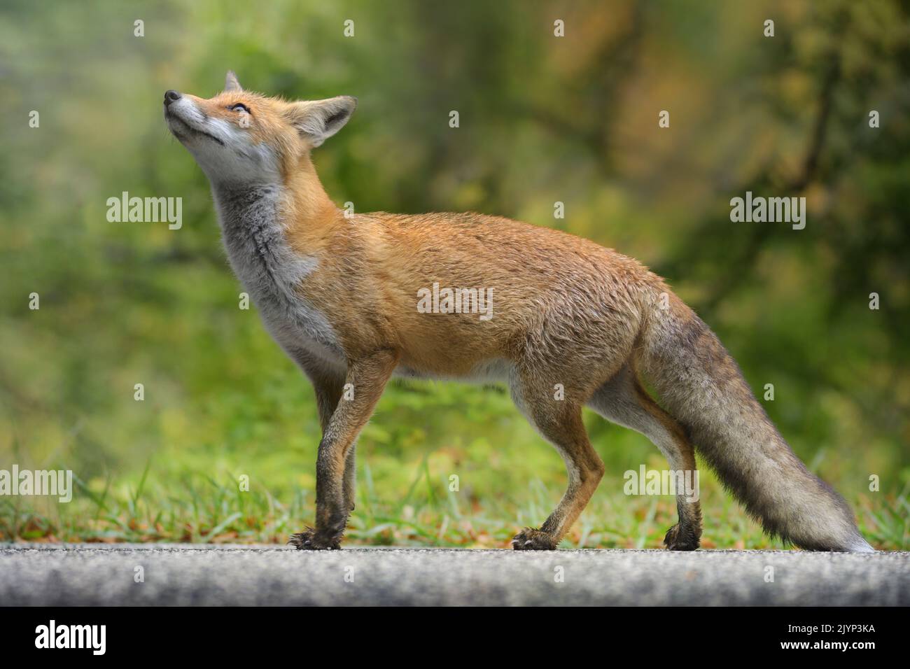 Red Fox (Vulpes vulpes) on the road, Parco Nazionale d'Abruzzo, L ...