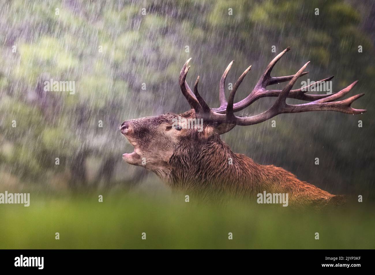 Red Deer (Cervus elpahus) male bellowing under the rain, Parco ...