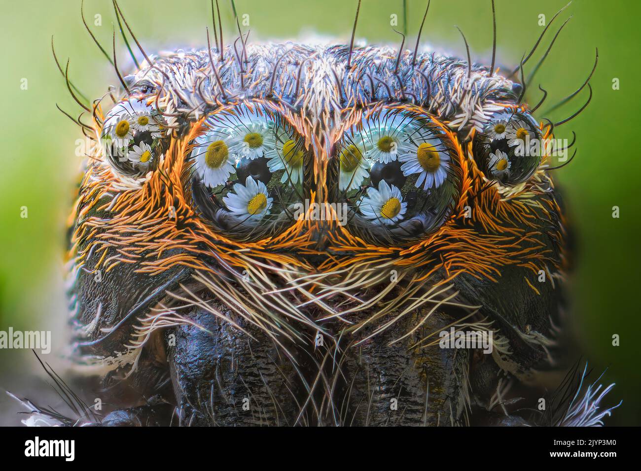 Jumping Spider Daisies in is eyes Mantova, Po river, Italie Stock Photo ...