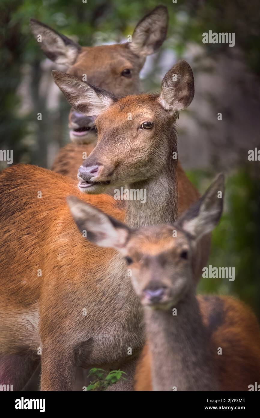 Red Deer (Cervus elpahus) family, Parco Nazionale d'Abruzzo, L'Aquila ...