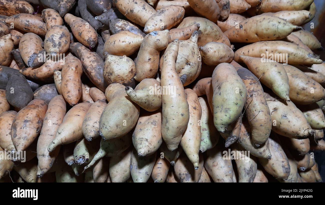 Ubi Cilembu or local sweet potato (Ipomoea batatas) from Cilembu ...