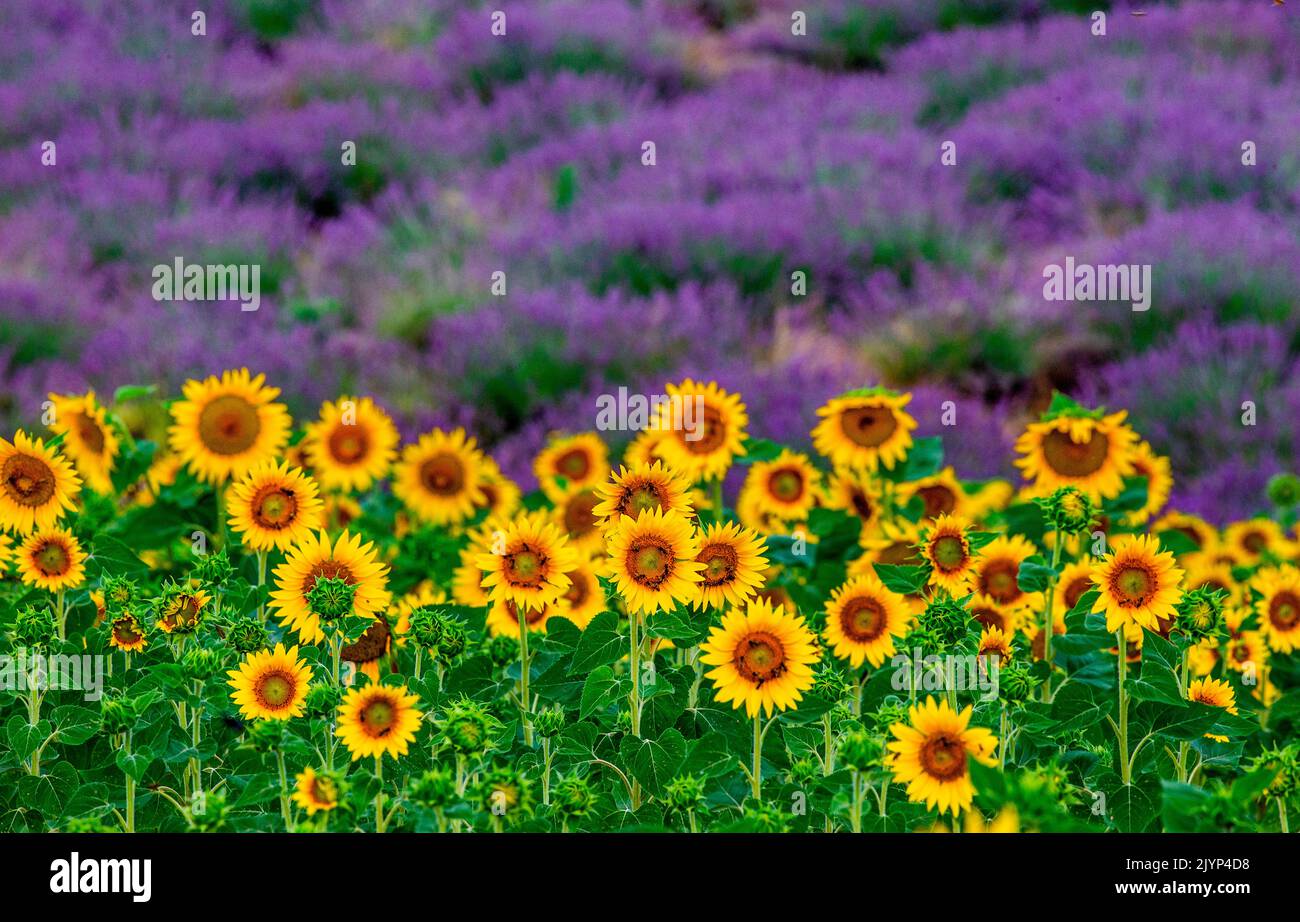 Sunflowers on a lavender field background. A beautiful combination of ...