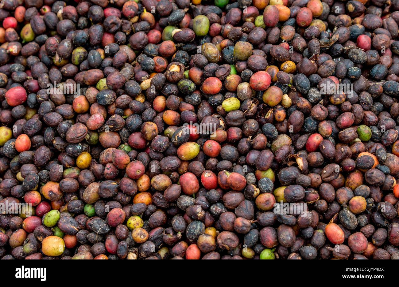 Grains of ripe coffee close-up. Coffee plantation. East Africa Stock ...
