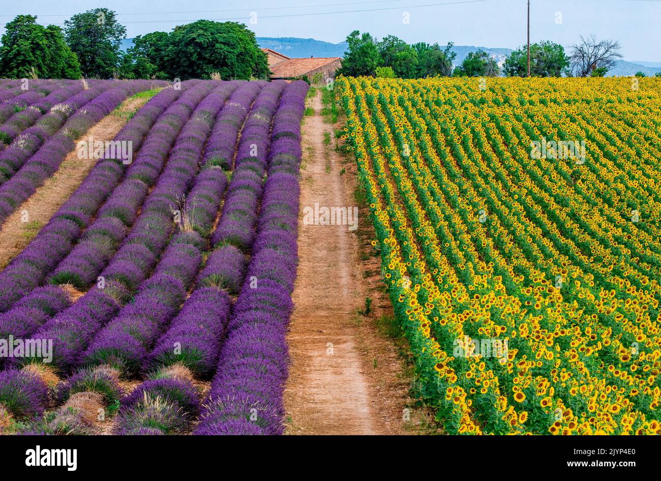 Field with sunflowers and a field with lavender with a beautiful sky ...
