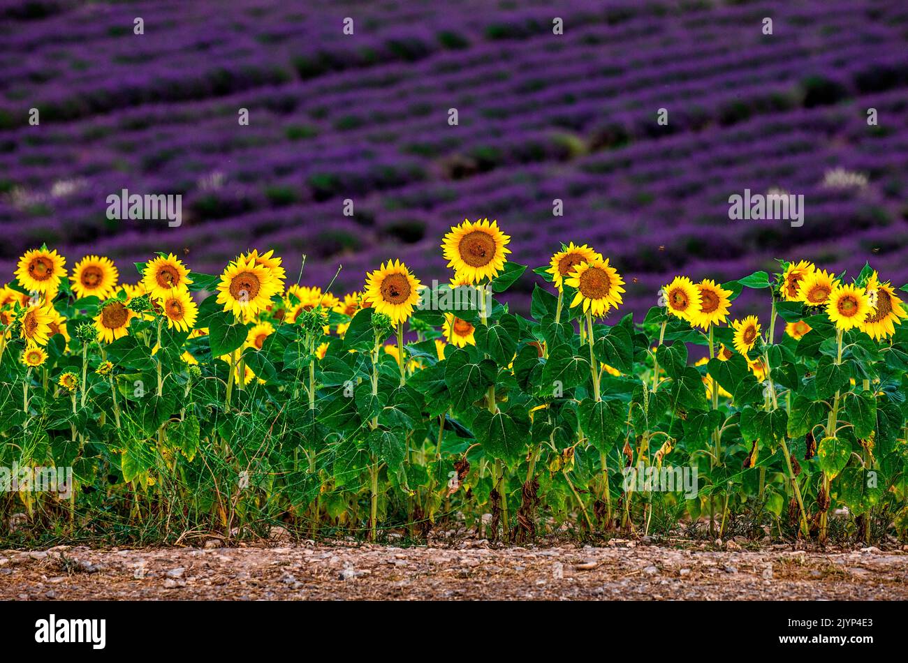 Sunflowers on a lavender field background. A beautiful combination of ...