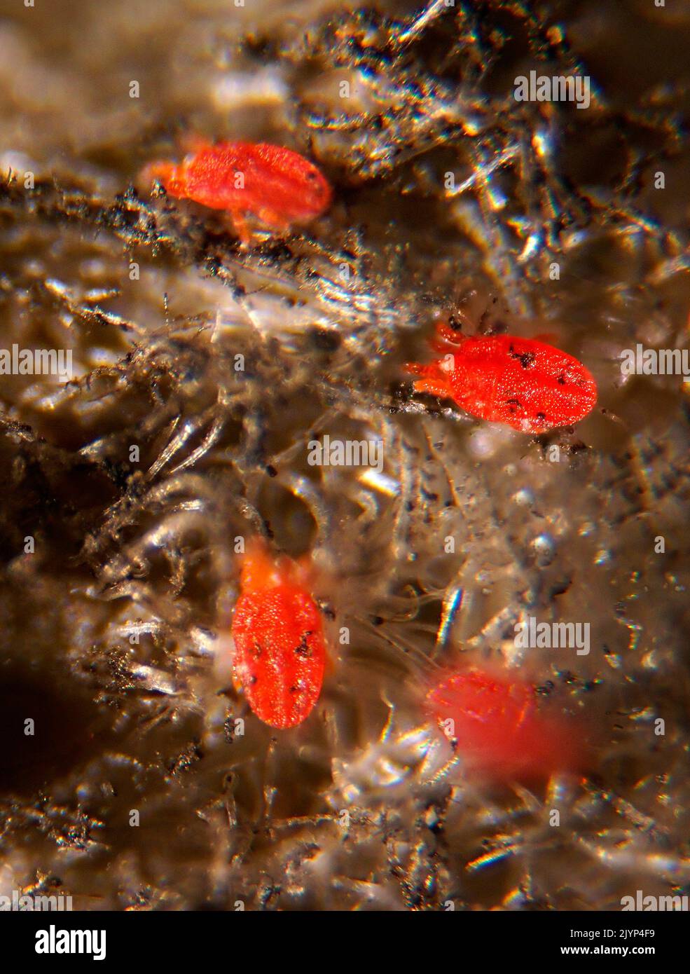 Four Twospotted Spider Mite (Tetranychus urticae) on the peduncle of an ...