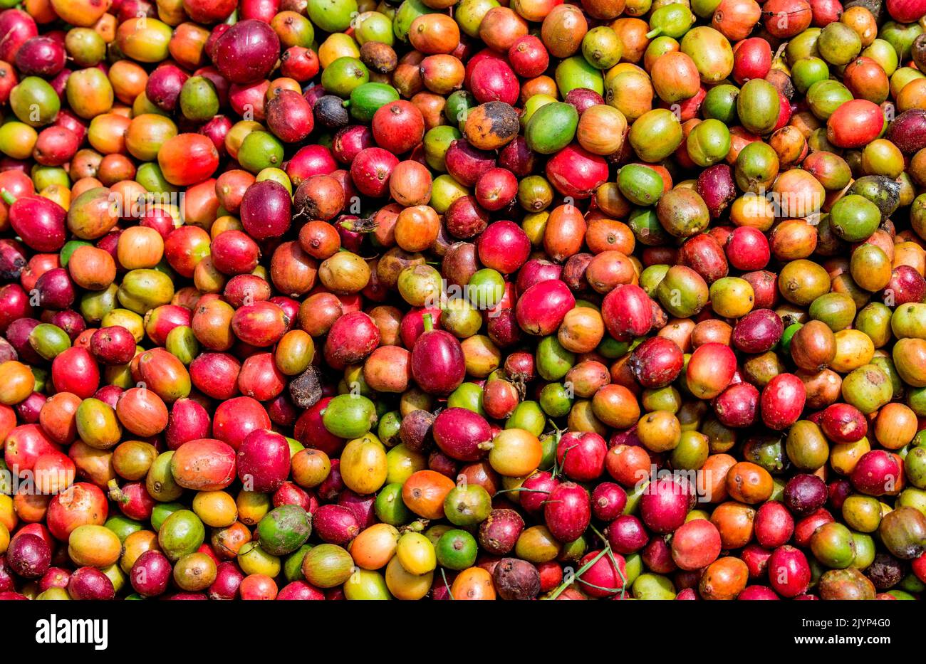 Grains of ripe coffee close-up. Coffee plantation. East Africa Stock ...