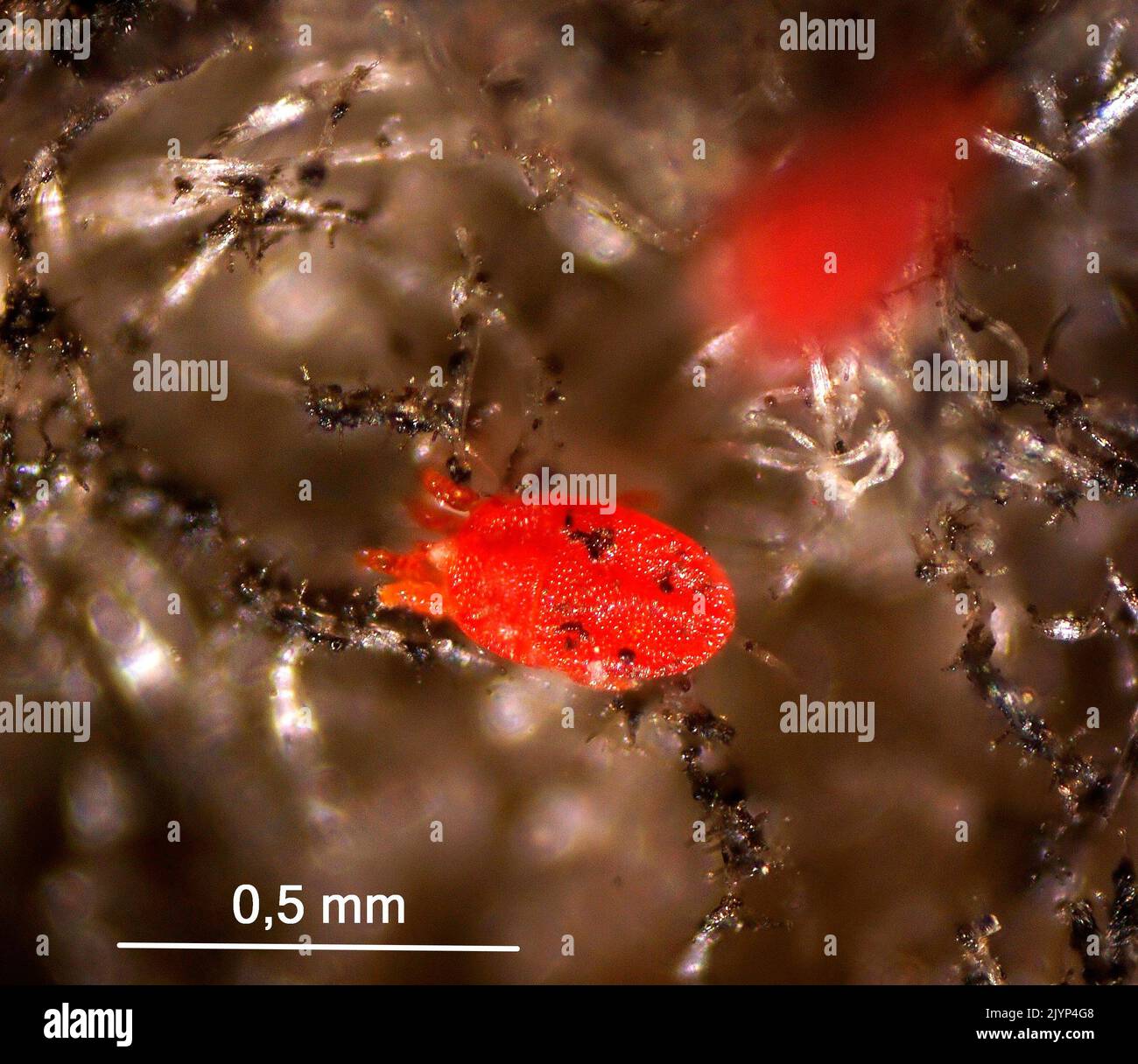 Twospotted Spider Mite (Tetranychus urticae) on the peduncle of an ...