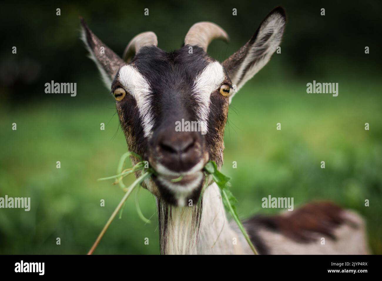 Cute funny goats eating grass hi-res stock photography and images - Alamy