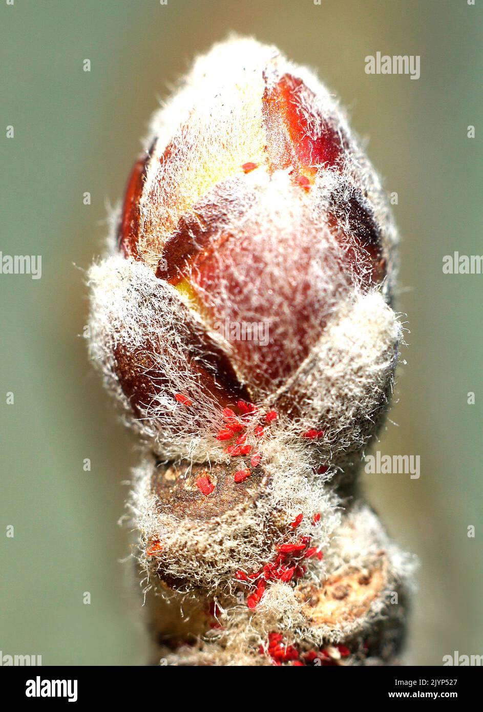 Twospotted Spider Mite (Tetranychus urticae) on an apple tree bud on 04 ...