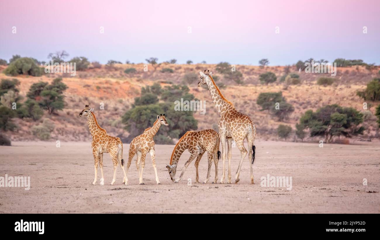 Giraffe (Giraffa camelopardalis) couple and two cubs in dry land ...