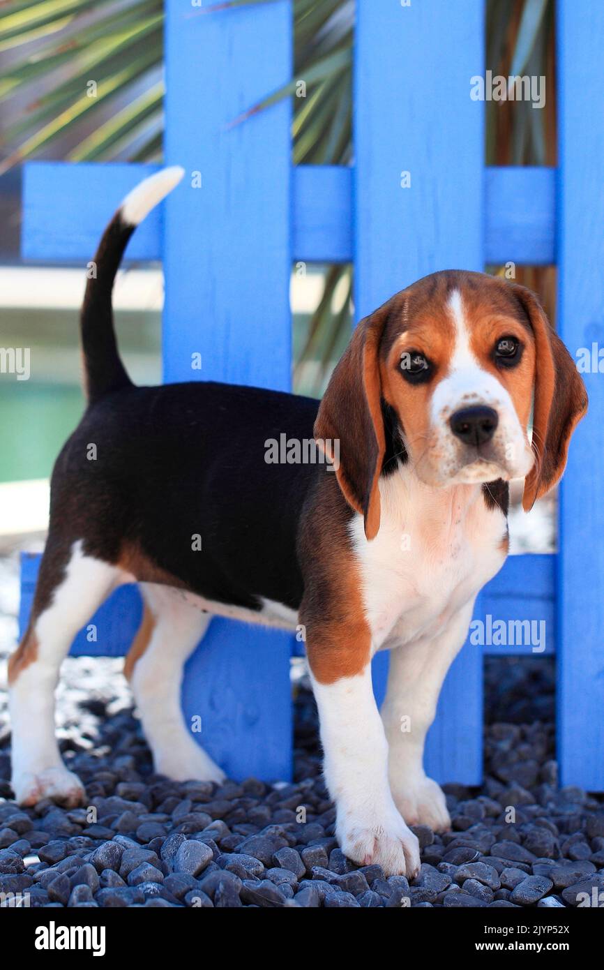 Beagle puppy standing in front of a fence Stock Photo - Alamy